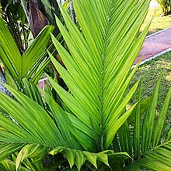 Areca - Prečítajte si na Hydroflora