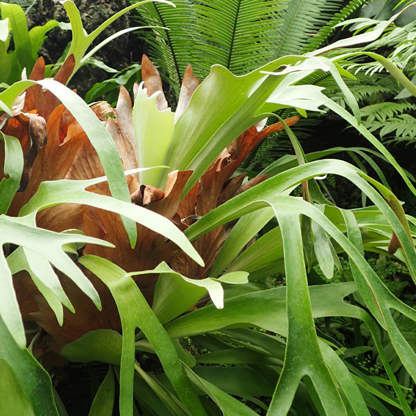 Platycerium - Prečítajte si na Hydroflora