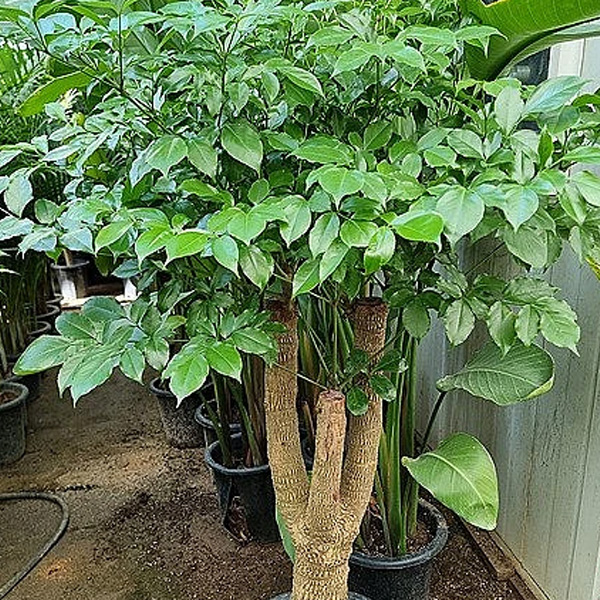 Heteropanax - Prečítajte si na Hydroflora