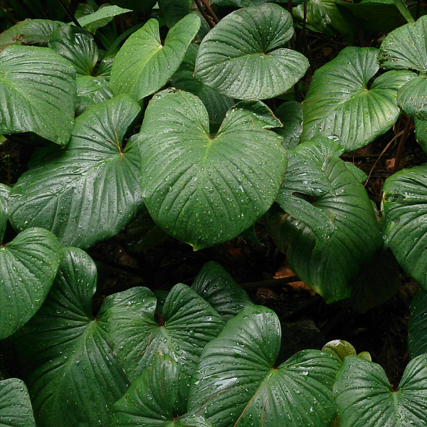 Homalomena - Prečítajte si na Hydroflora