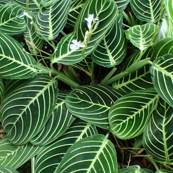 Maranta - Prečítajte si na Hydroflora