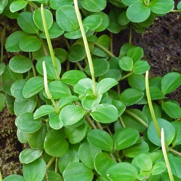 Peperomia - Prečítajte si na Hydroflora
