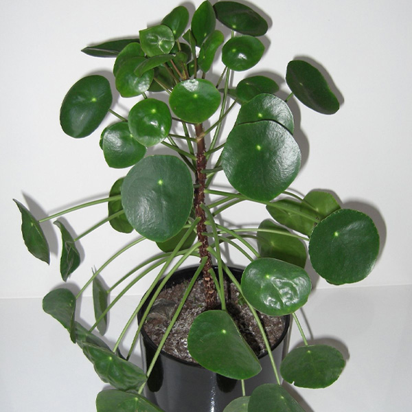 Pilea - Prečítajte si na Hydroflora