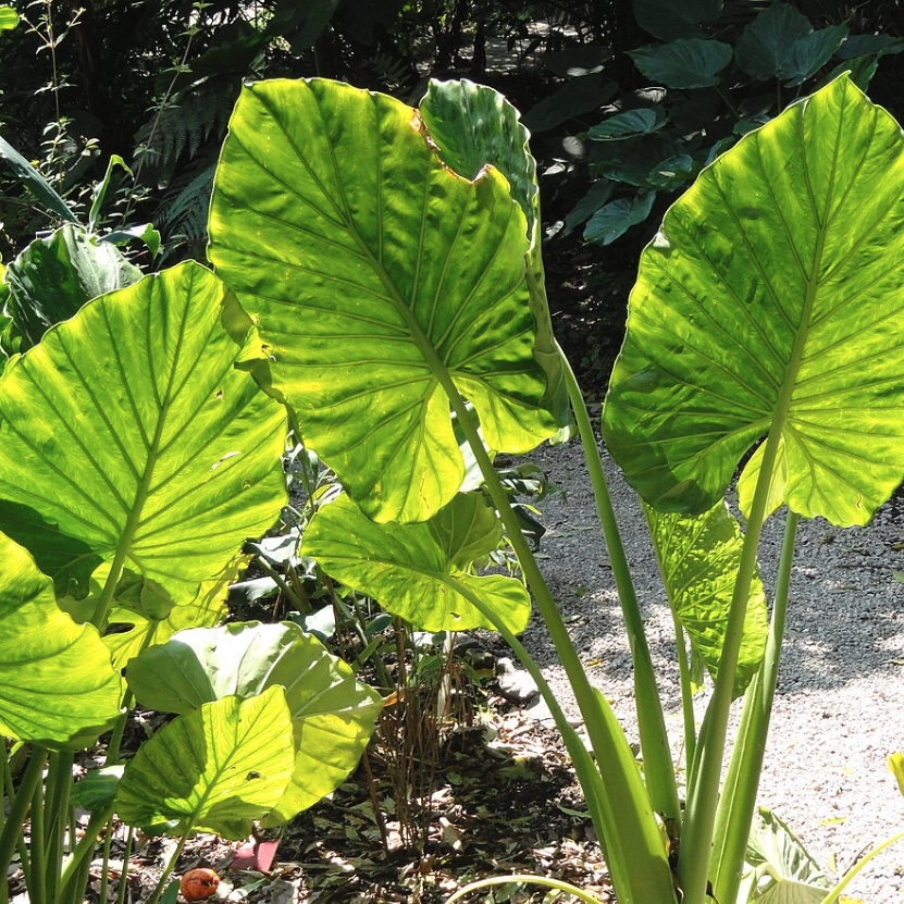 Alocasia - Prečítajte si na Hydroflora