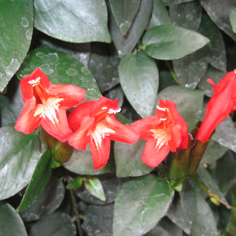 Aeschynanthus - Prečítajte si na Hydroflora