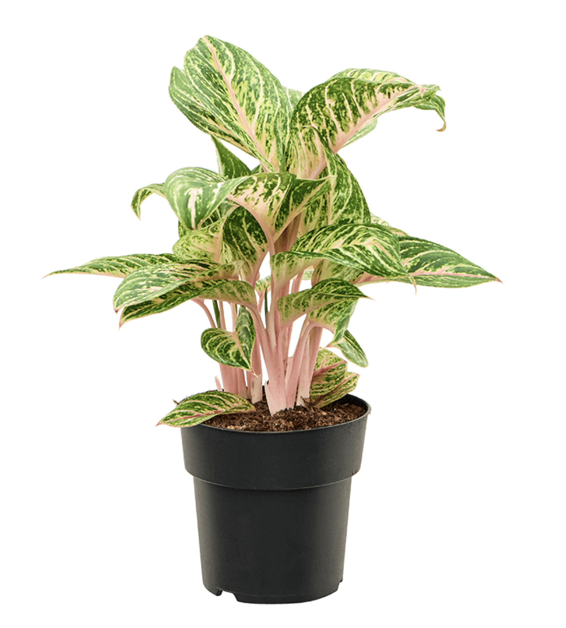 60 | Vyber si z 0 produktov na Hydroflora